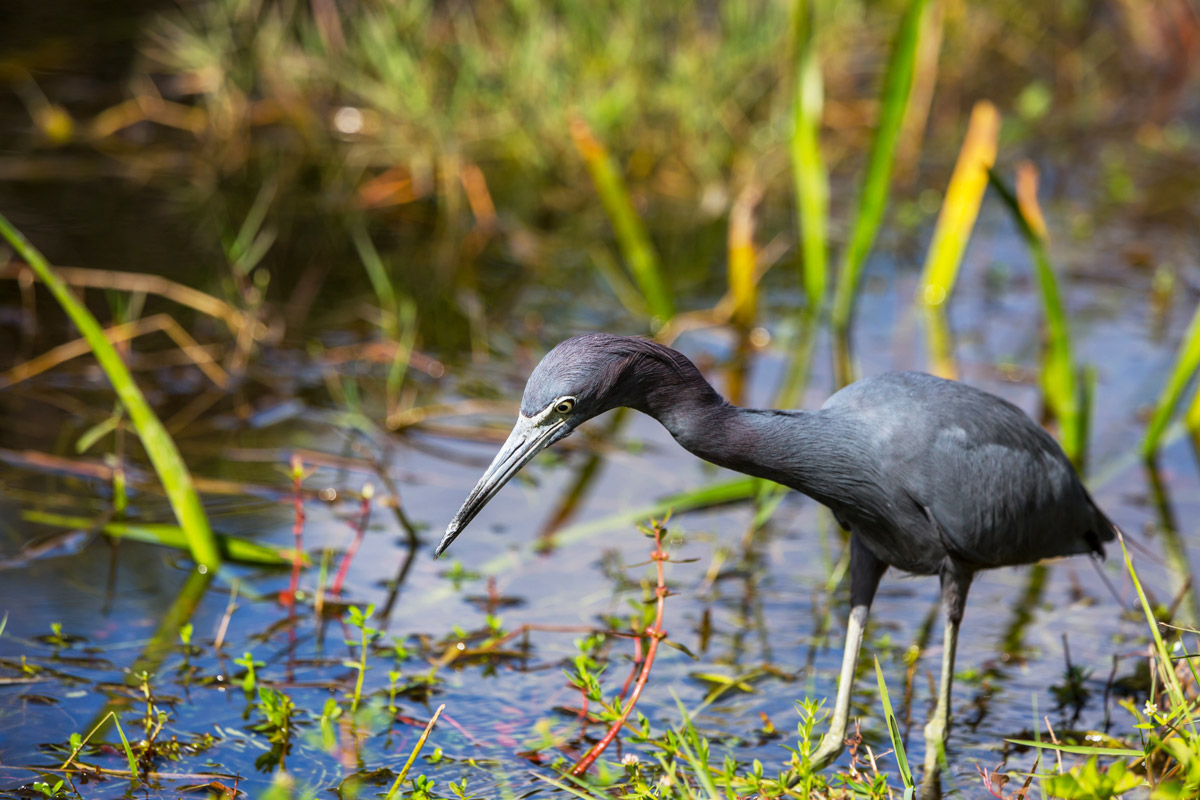 Birds of the Everglades | Wildlife & Preservation | Miami Everglades ...